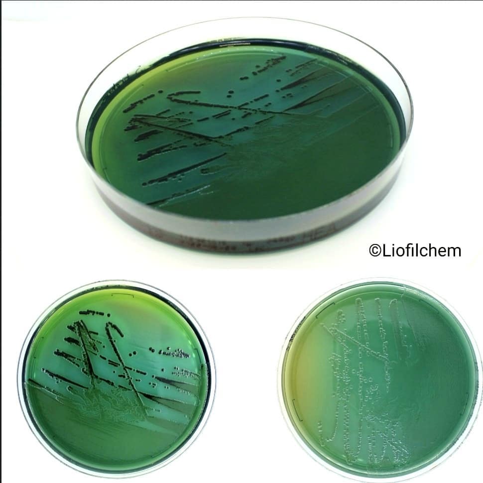 Hektoen Enteric Agar